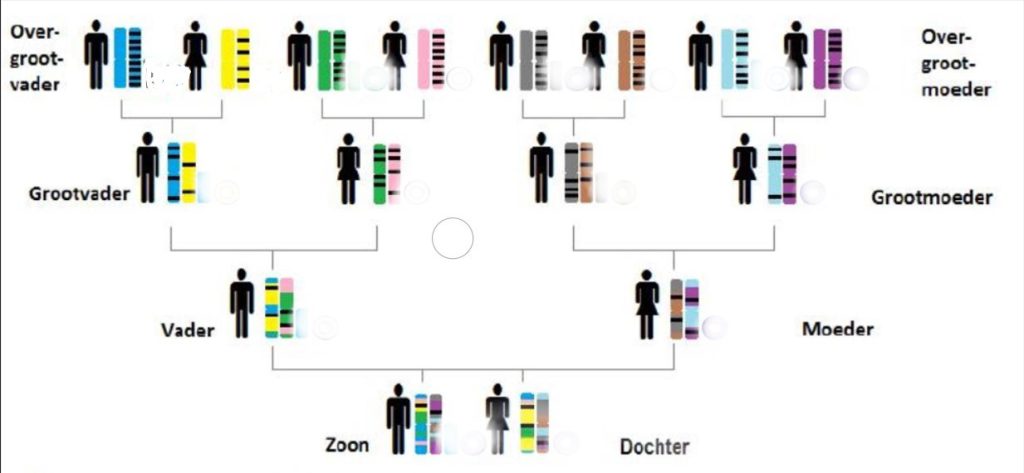 Autosomale DNA-test - NGV DNA